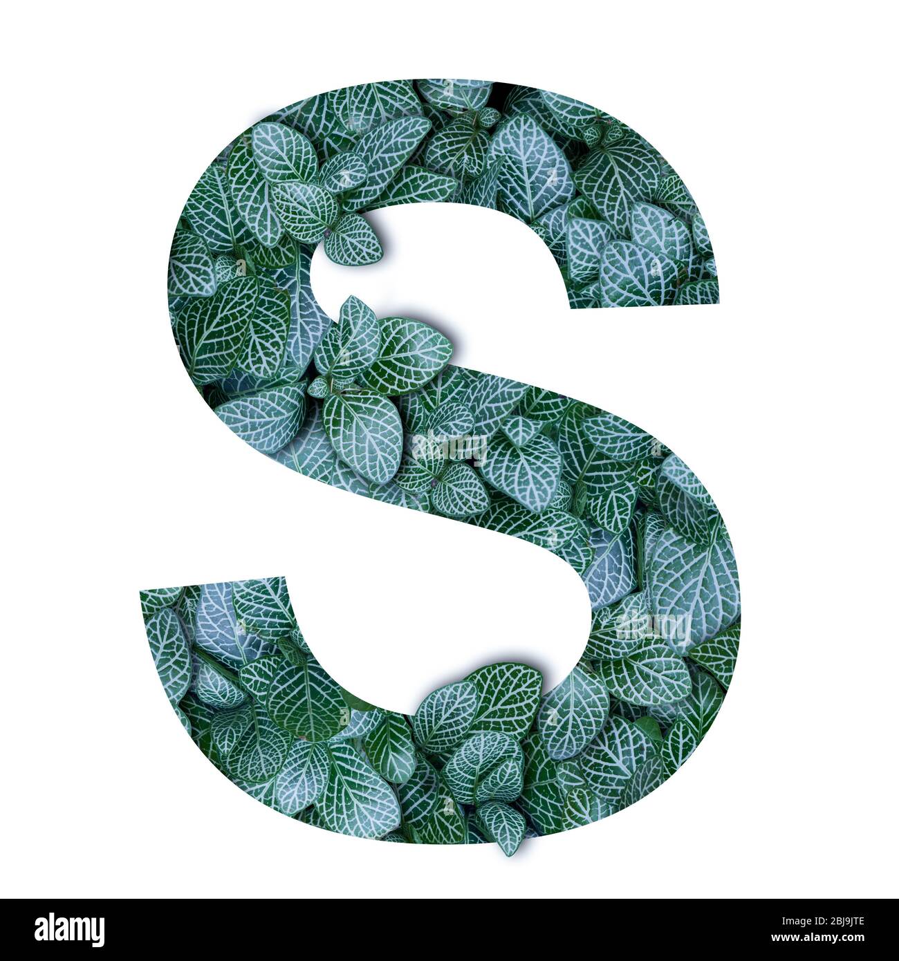 Letter S In Nature 78,421 Letter S Nature Images, Stock Photos, And