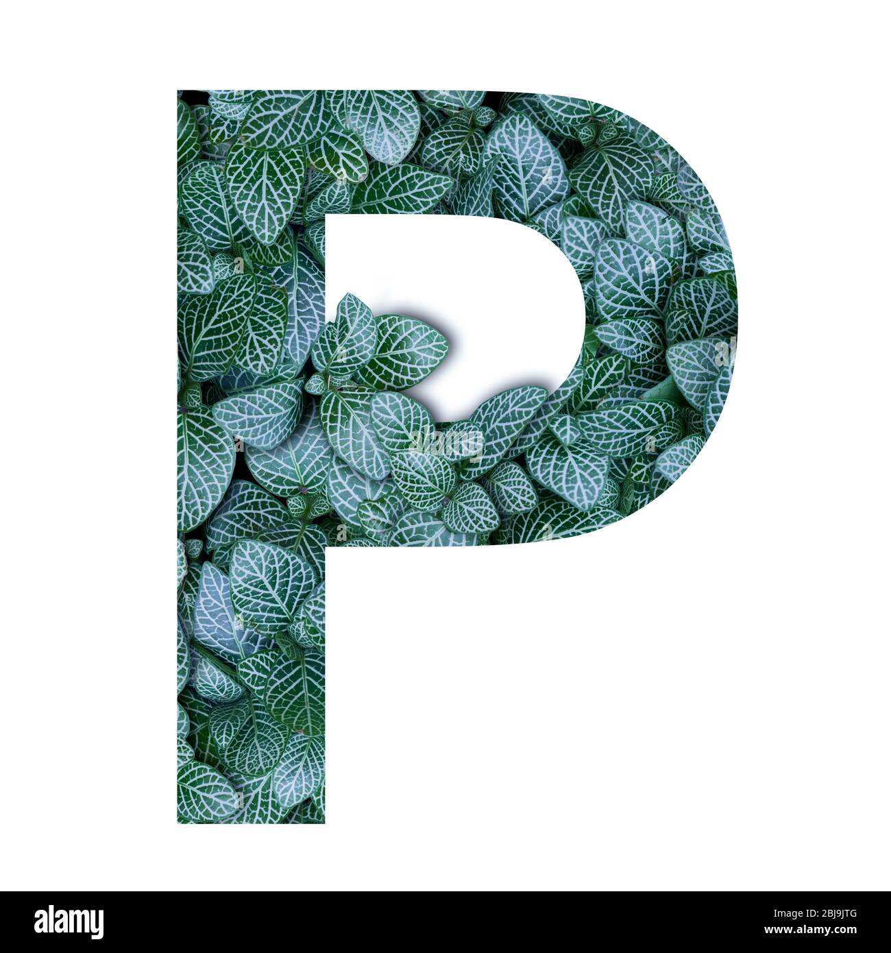 Nature concept alphabet of green leaves in alphabet letter P shapes ...