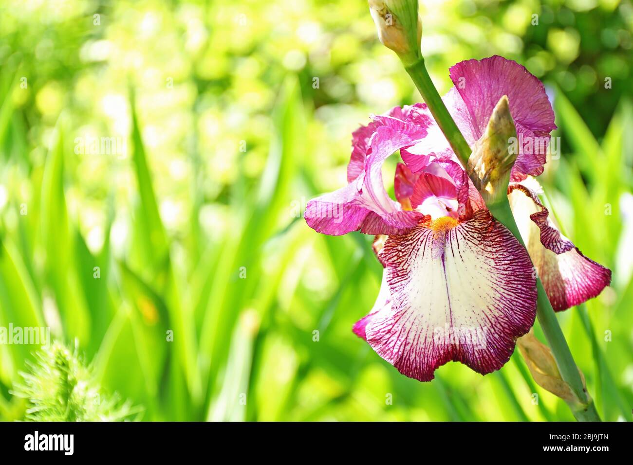 Colorful iris bud on blurred nature background Stock Photo - Alamy