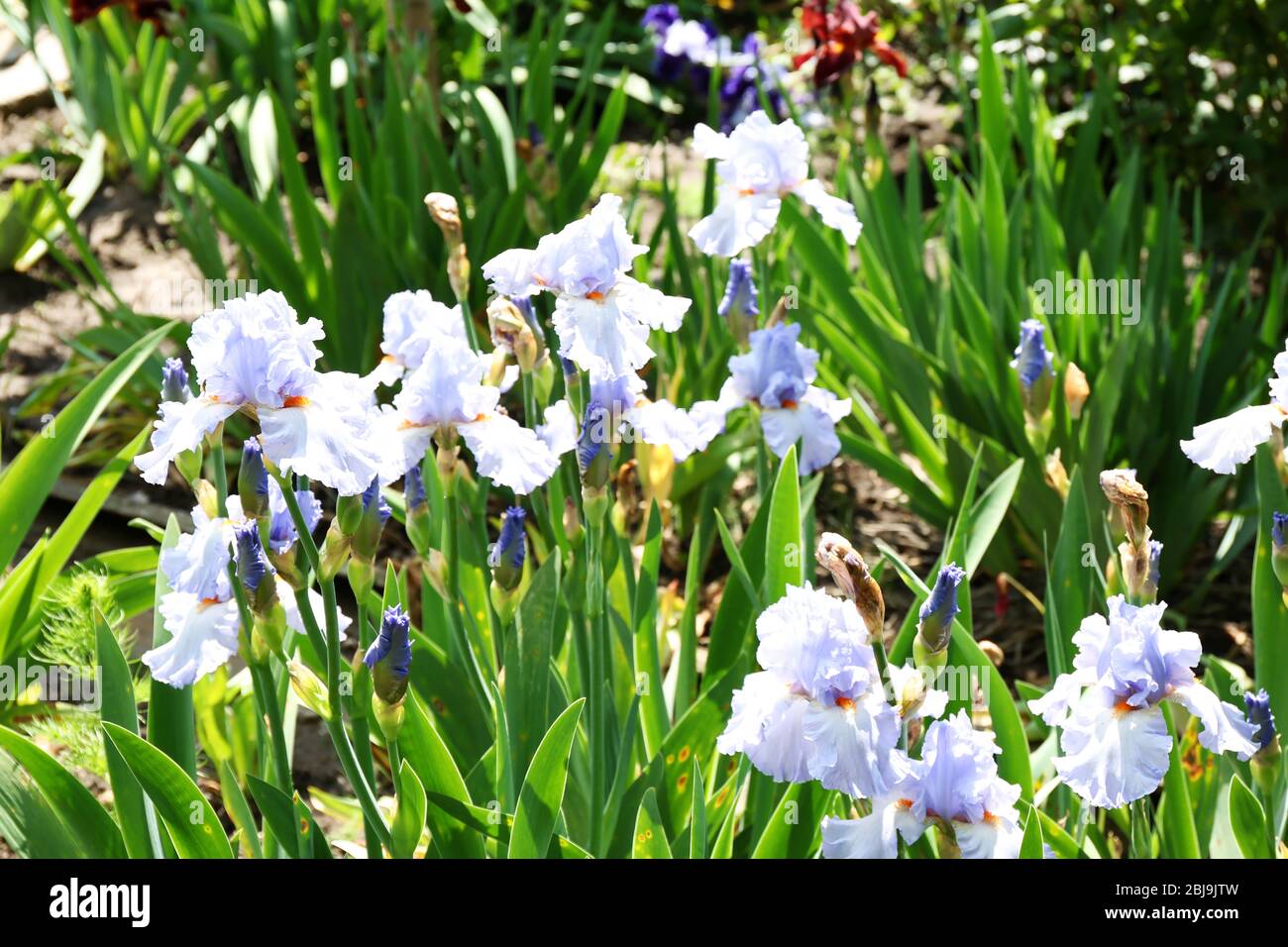 Light blue irises on blurred nature background Stock Photo - Alamy
