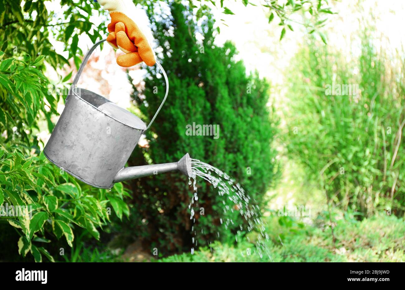 Hand watering plants in garden Stock Photo - Alamy