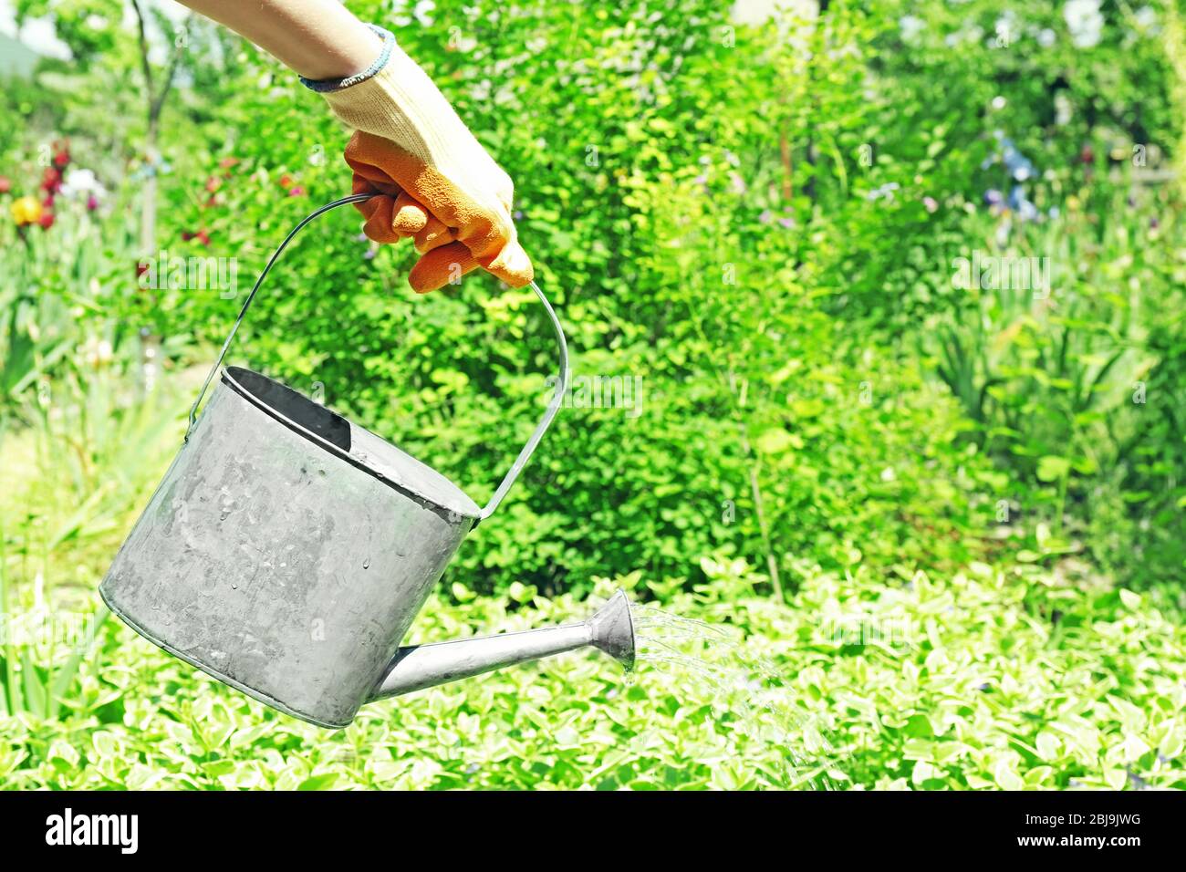 Hand watering periwinkle in garden Stock Photo - Alamy