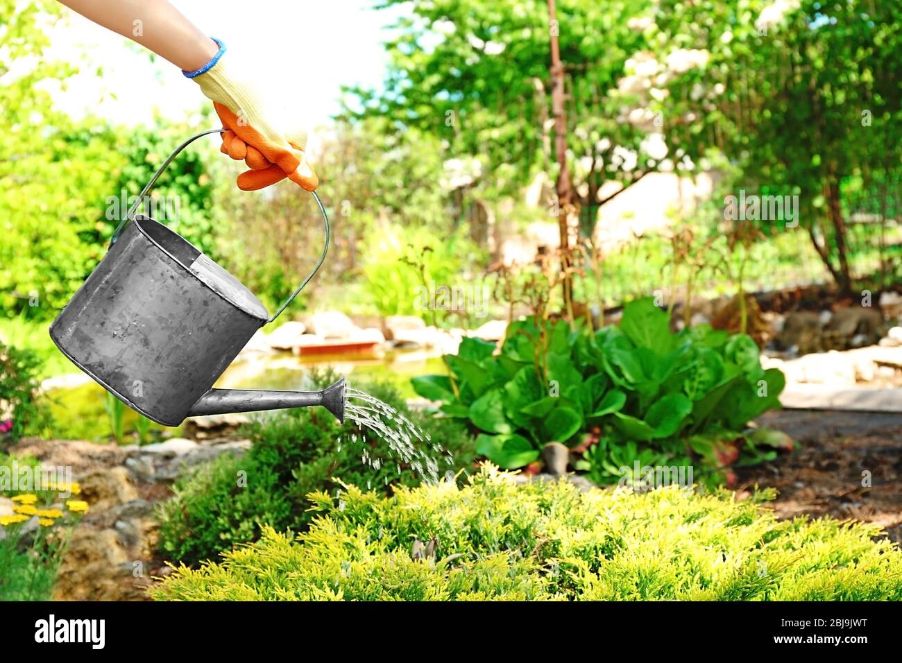 Hand watering plants in garden Stock Photo - Alamy