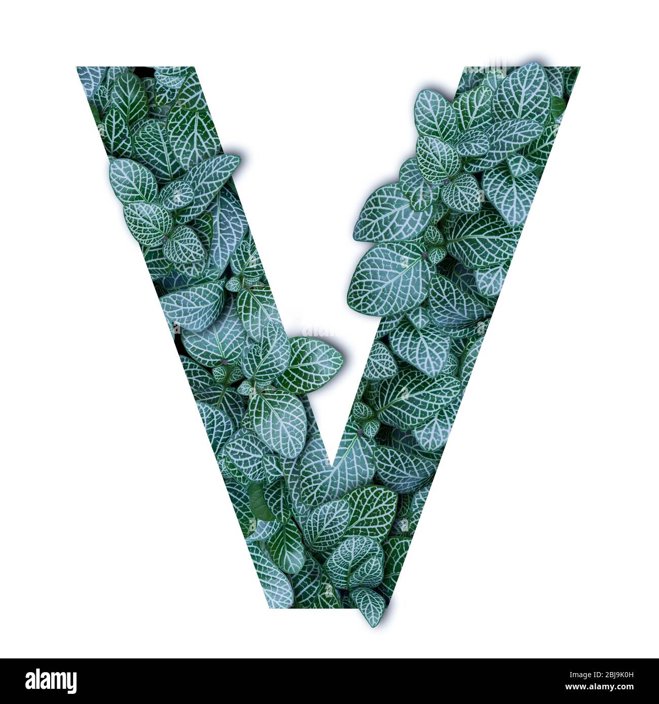 The Letter V In Nature