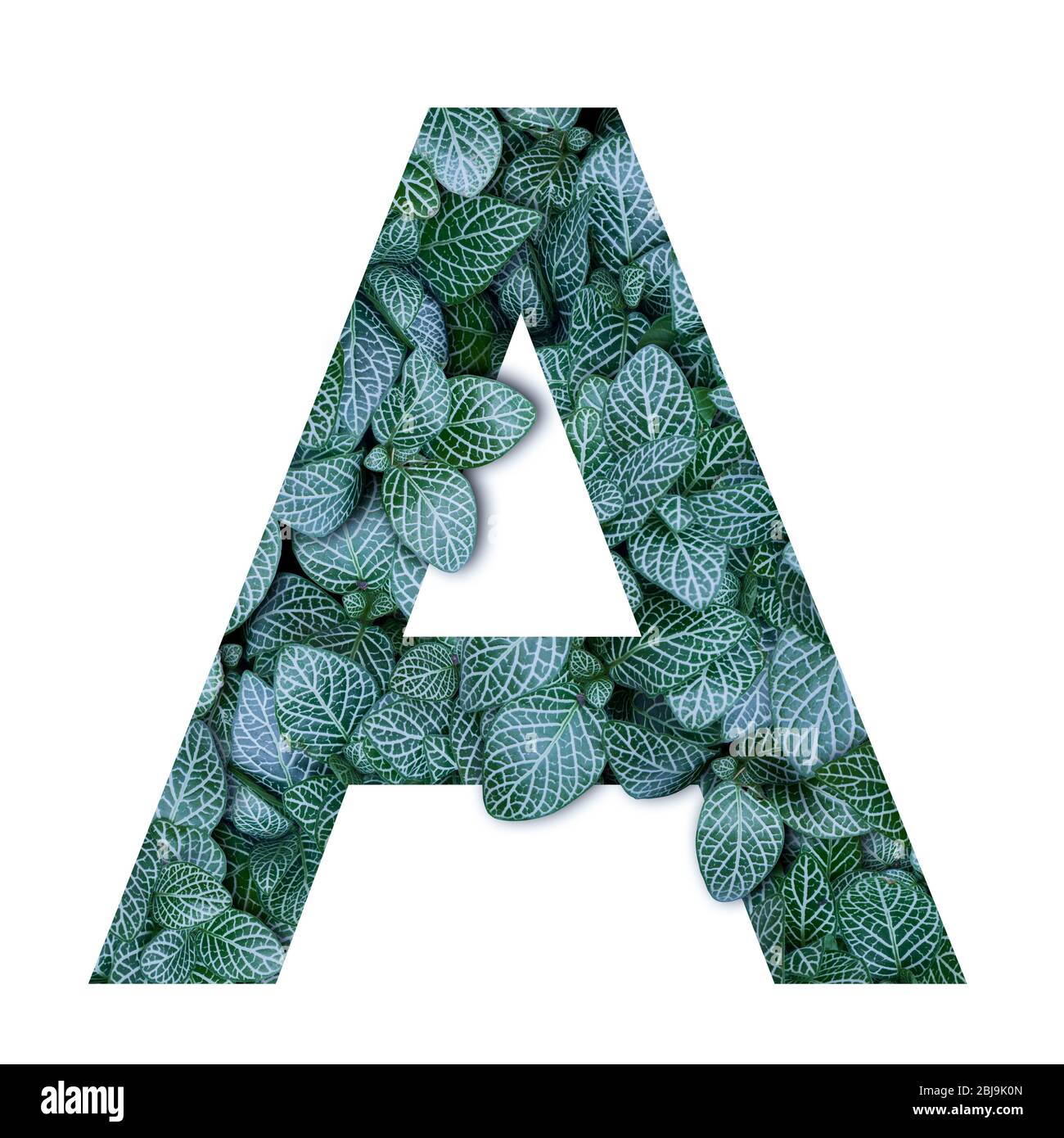Nature concept alphabet of green leaves in alphabet letter A shapes ...
