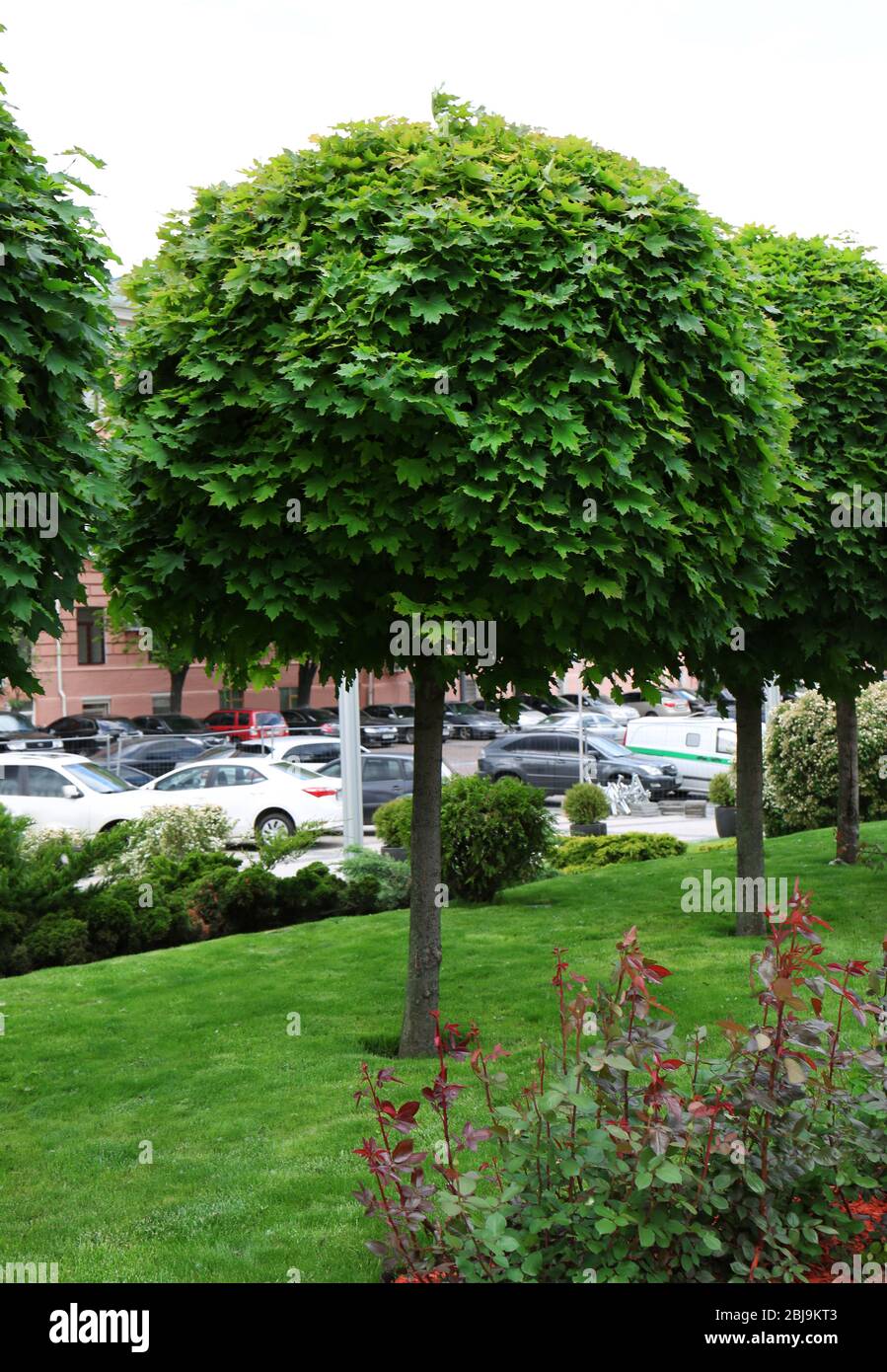Round shaped tree in city Stock Photo - Alamy