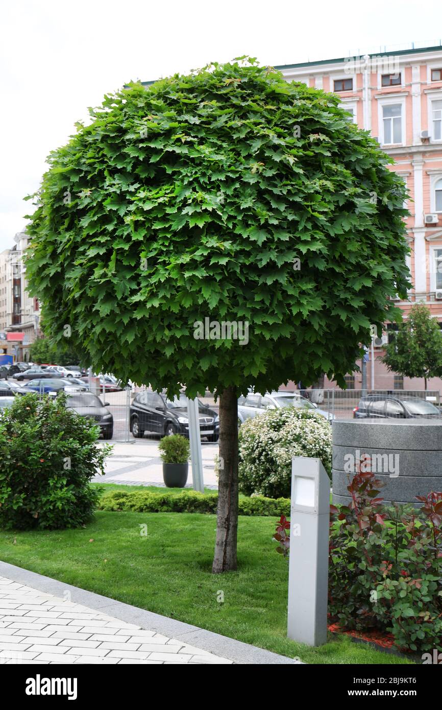 Round shaped tree hi-res stock photography and images - Alamy