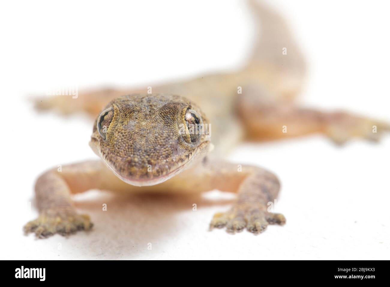Asian House lizard (hemidactylus) or common gecko isolated on white ...