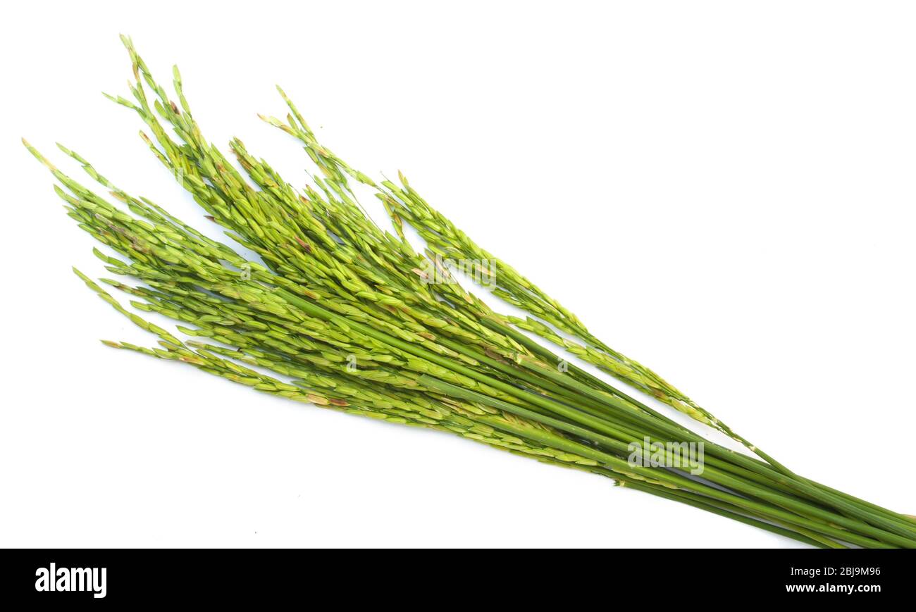 green spike on white background Stock Photo - Alamy