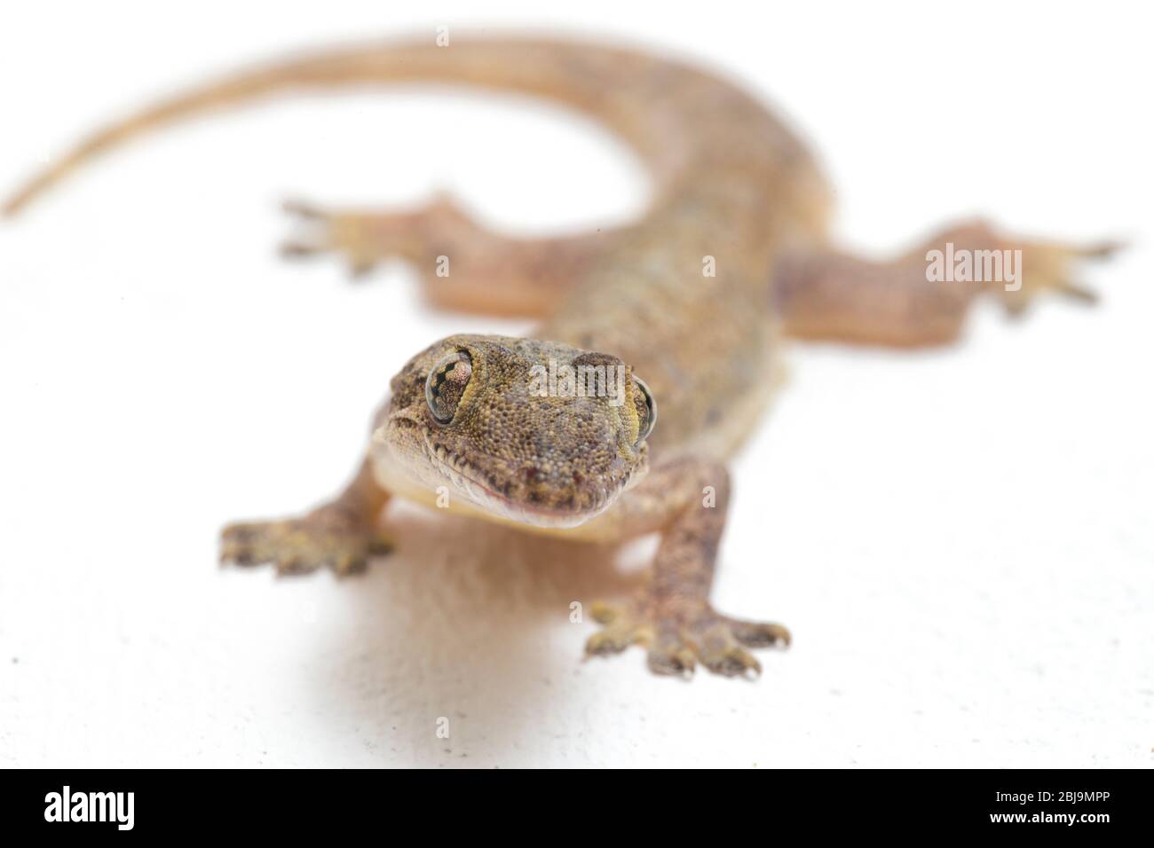 Asian House lizard (hemidactylus) or common gecko isolated on white ...