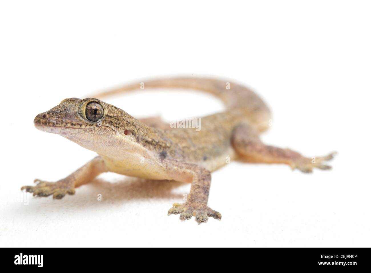 Asian House lizard (hemidactylus) or common gecko isolated on white ...