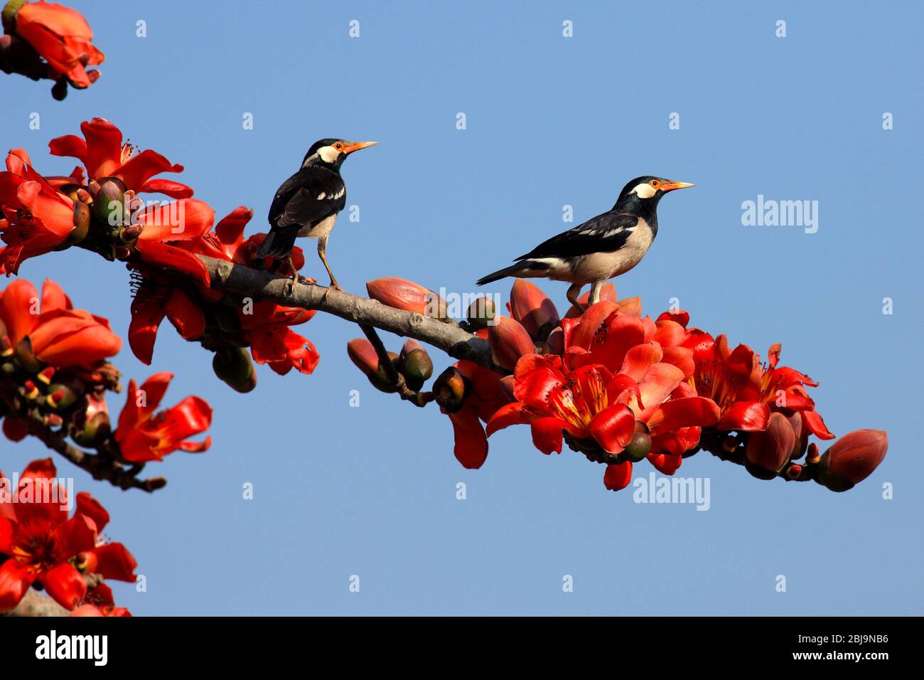Spring flower of bangladesh hi-res stock photography and images - Alamy