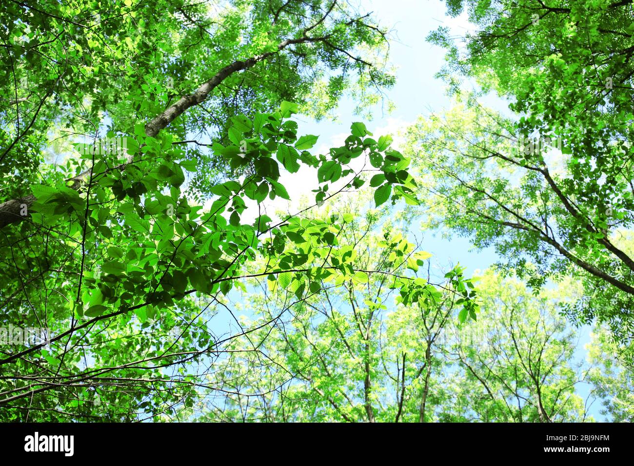 Top of forest trees Stock Photo - Alamy