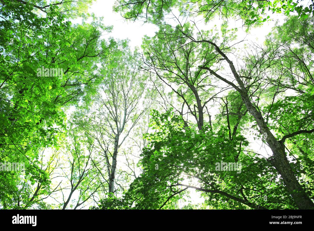 Top of forest trees Stock Photo - Alamy