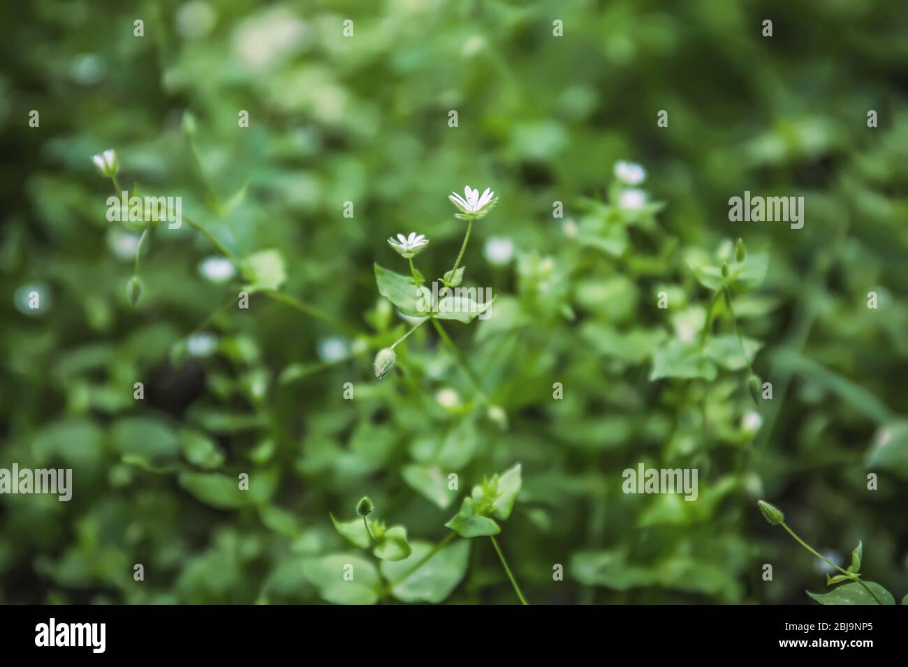Tiny wildflowers in green forest Stock Photo - Alamy