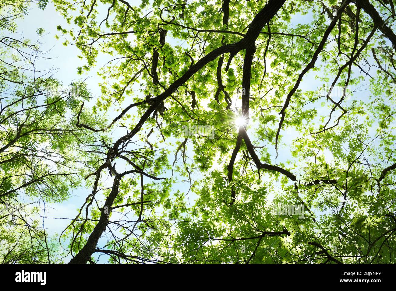 Top of forest trees Stock Photo - Alamy
