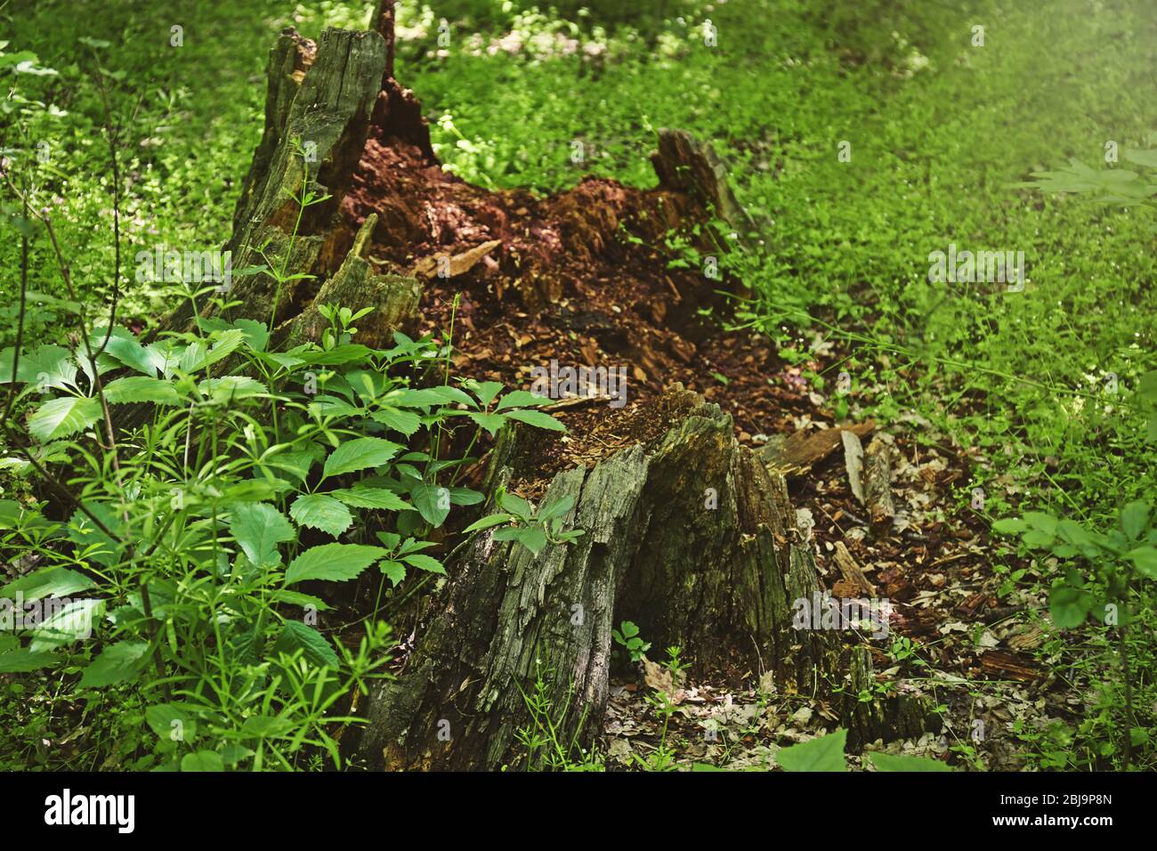 Old rotten tree stump Stock Photo - Alamy