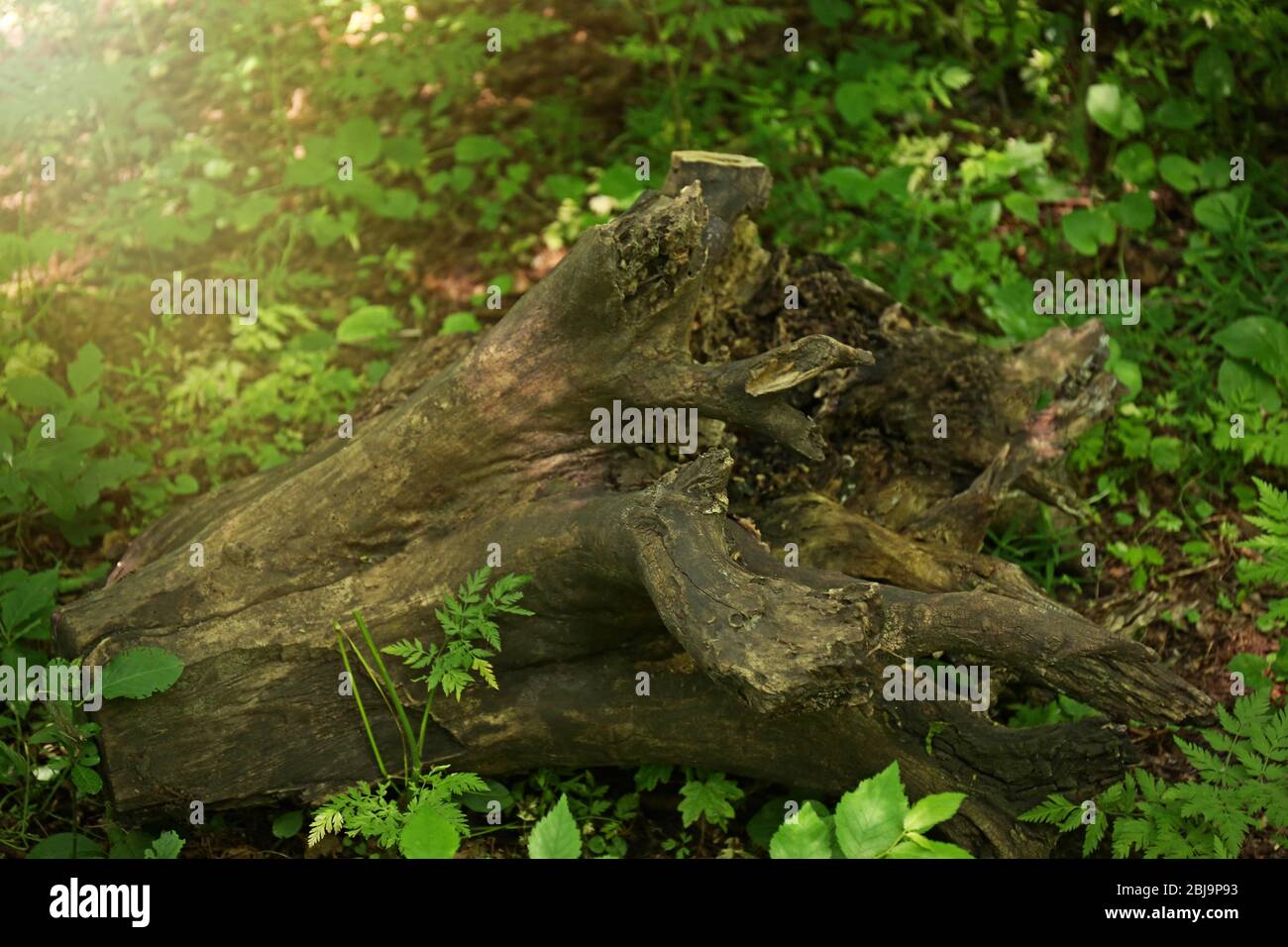 Old rotten tree stump Stock Photo - Alamy