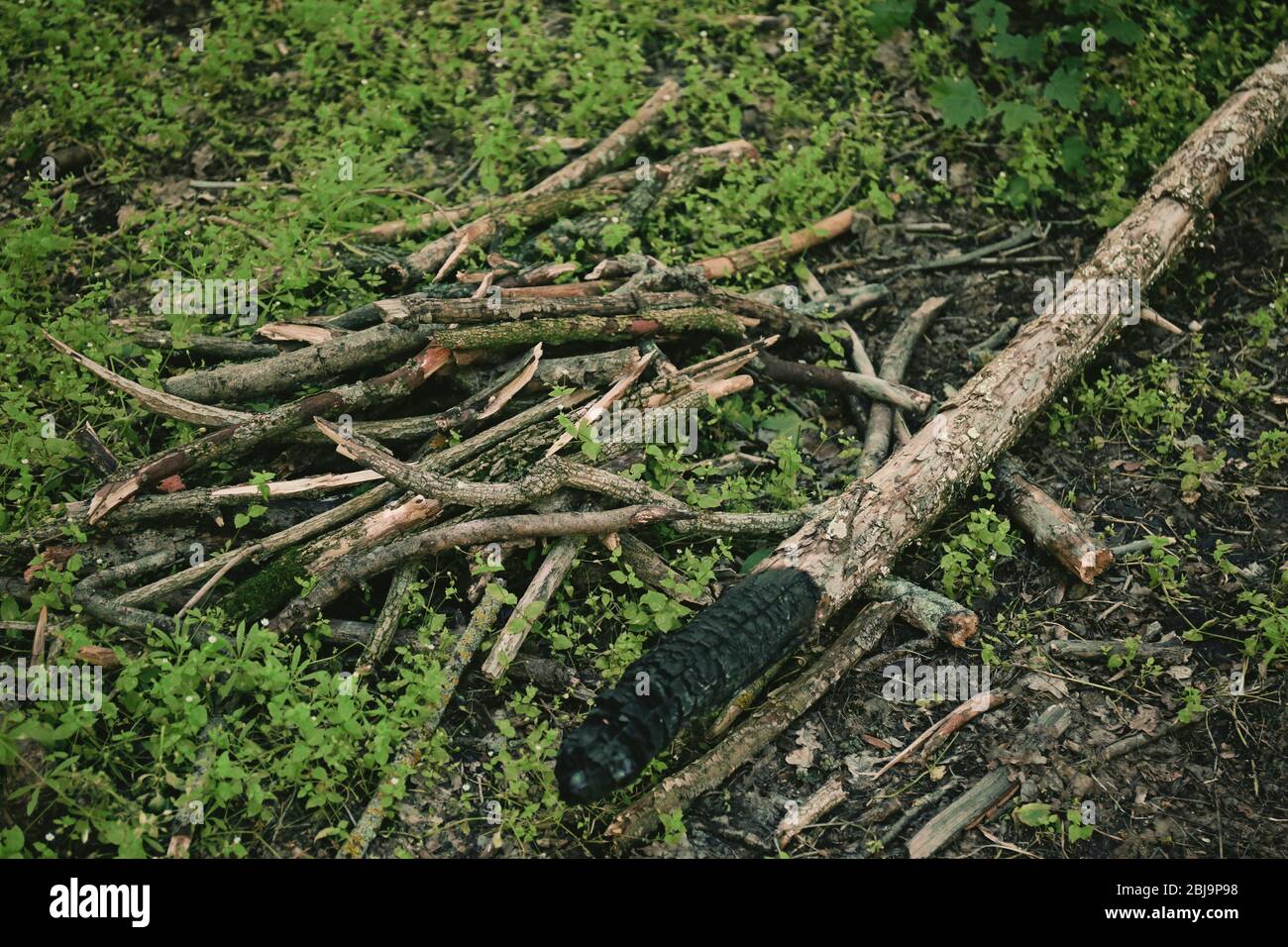 Heap of a tree sticks in a forest Stock Photo - Alamy