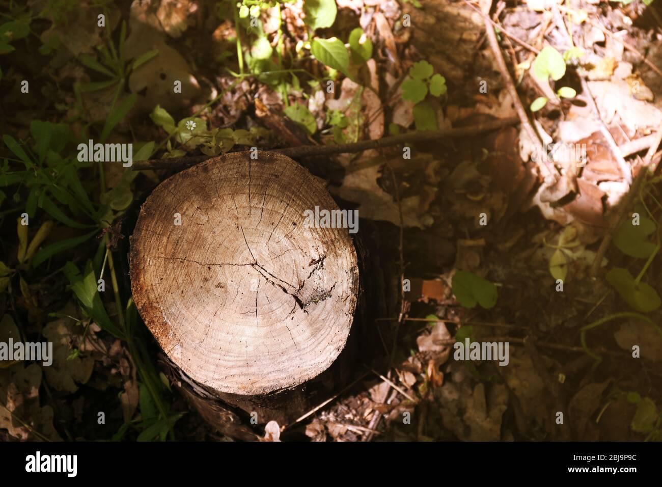 Tree trunk cross section Stock Photo - Alamy