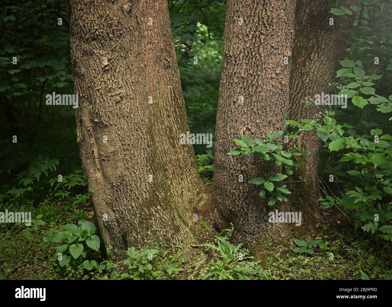 Green forest with old and new trees Stock Photo - Alamy