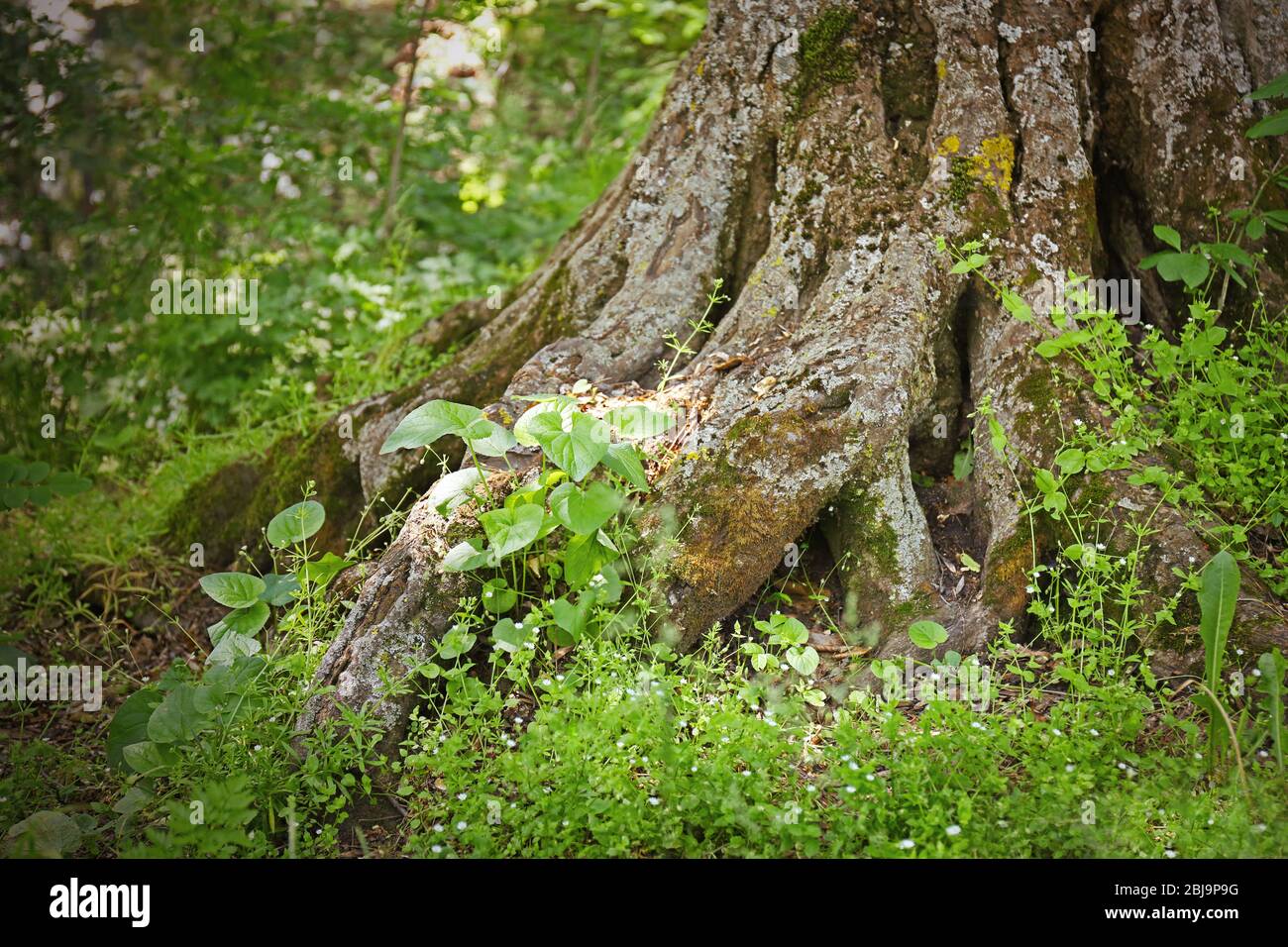 Tree trunk roots with carvings Stock Photo - Alamy
