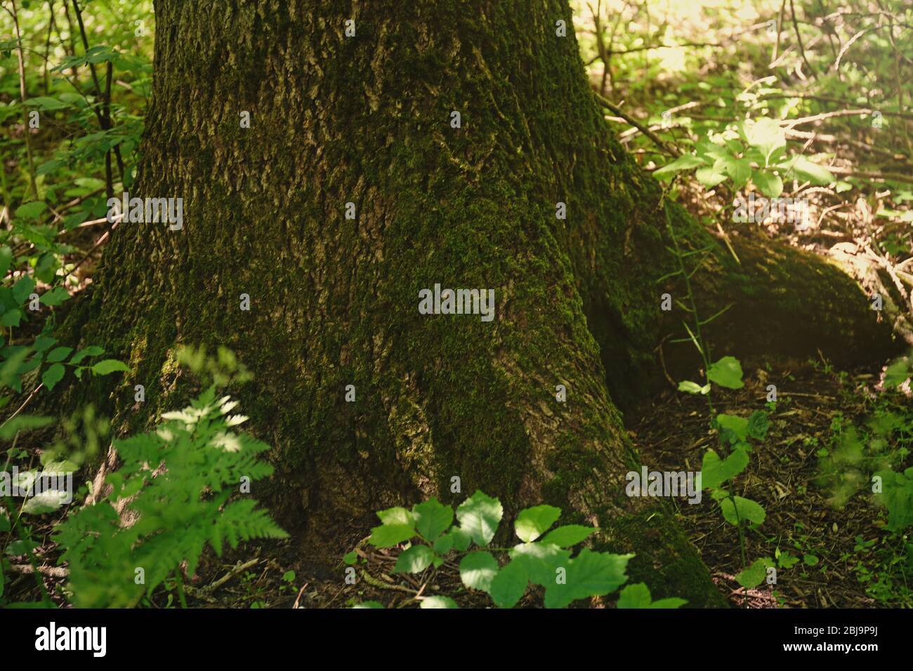 Tree trunk roots with carvings Stock Photo - Alamy