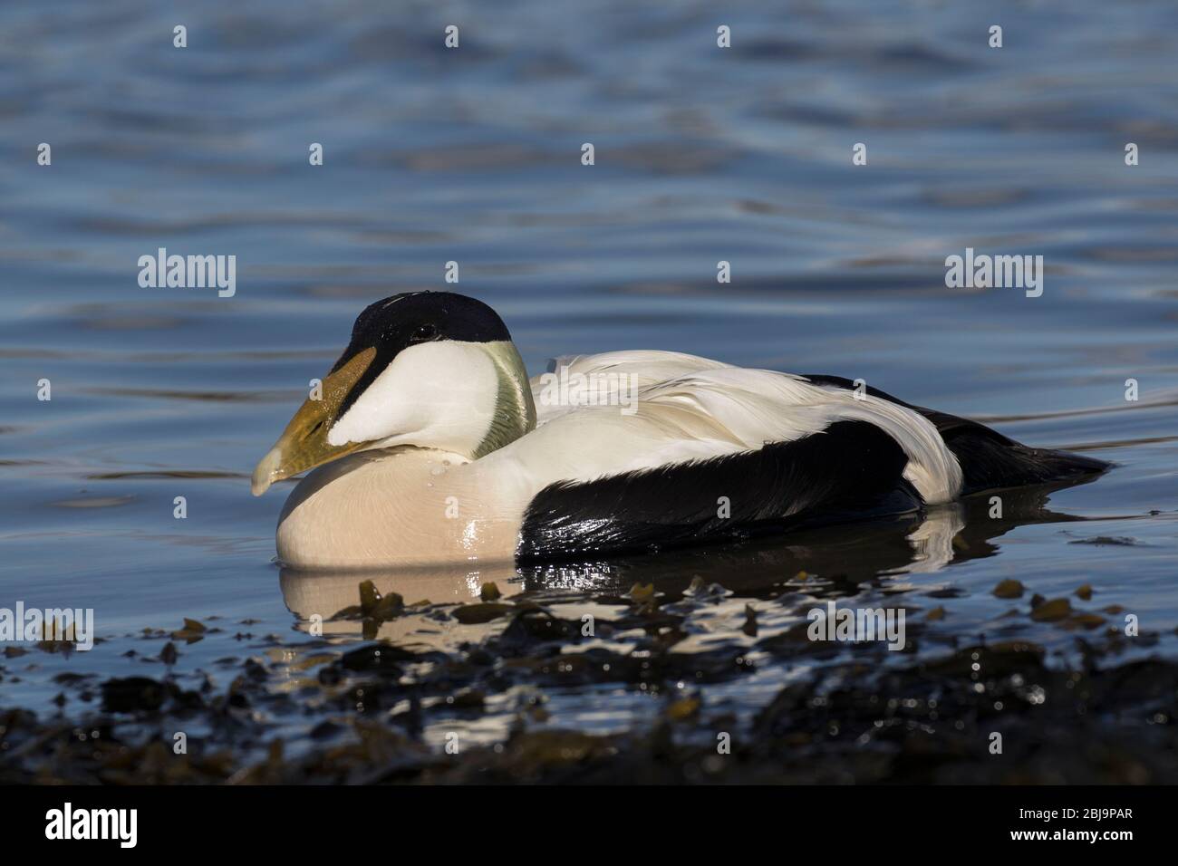 Common Eider duck (male Stock Photo - Alamy