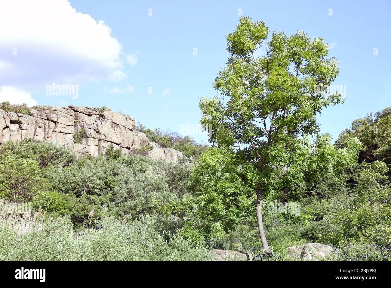 Green tree in a wild place Stock Photo - Alamy
