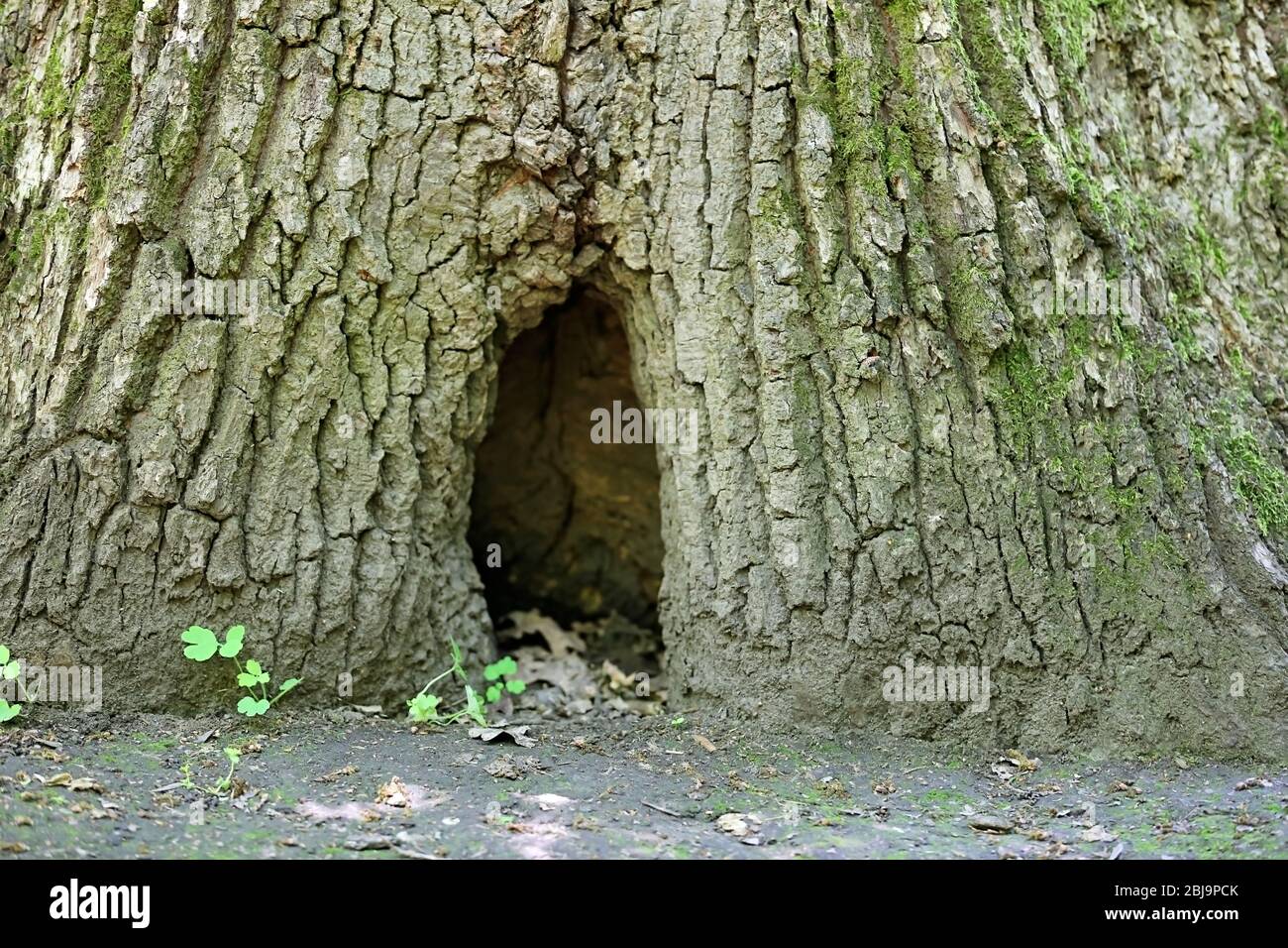 Hollow tree trunks hi-res stock photography and images - Alamy