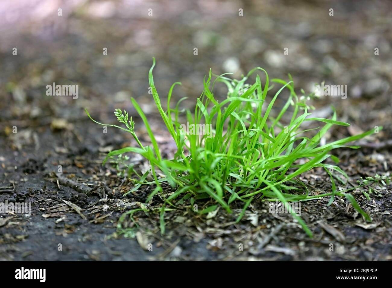 Green grass bush on a ground Stock Photo - Alamy