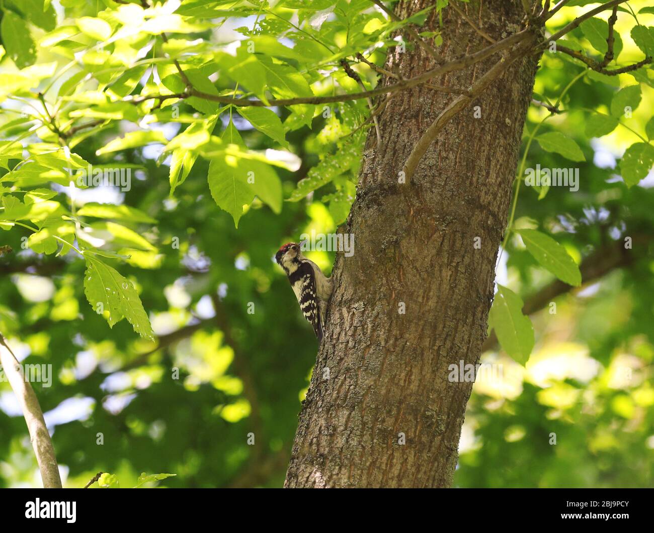 Forest sunlight old new growth hi-res stock photography and images - Alamy