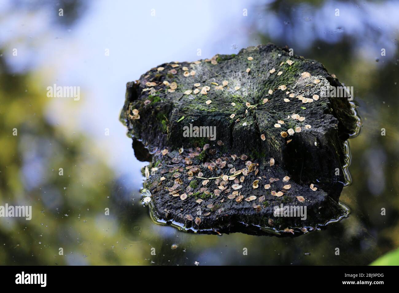 Rotten tree stump covered with water Stock Photo - Alamy