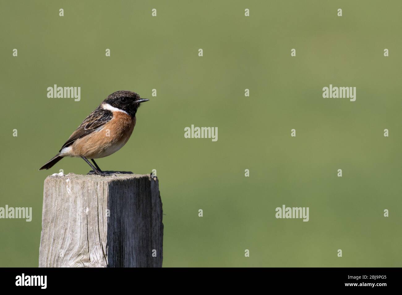 Male common stonechat hi-res stock photography and images - Alamy