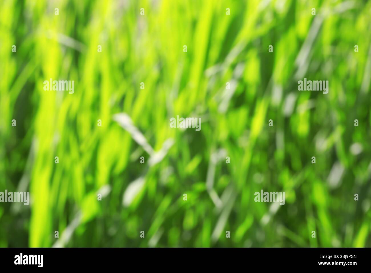 Grass blur background Stock Photo - Alamy