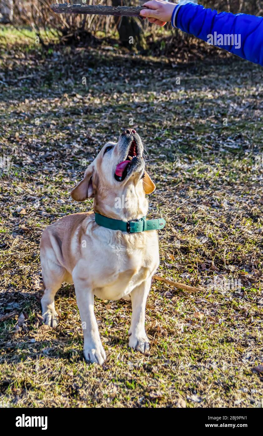 Close-up of a puppy labrador dog outdoors performs an apportion command ...