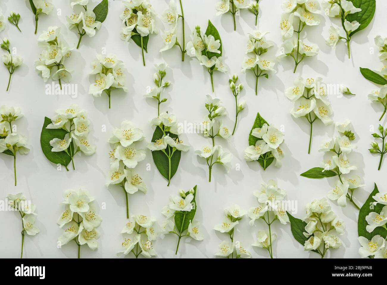 Fresh jasmine flowers on white background Stock Photo - Alamy