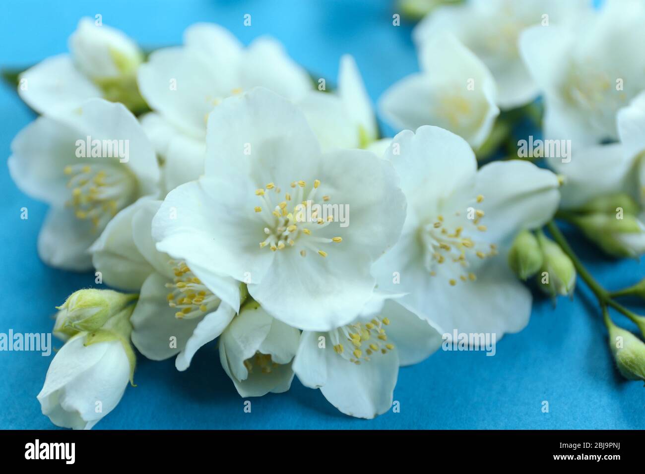 Beautiful blue jasmine flowers hi-res stock photography and images - Alamy