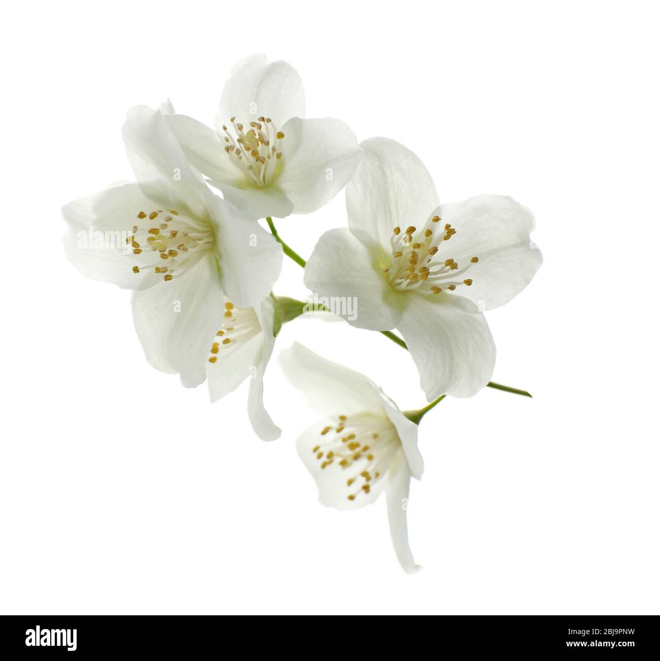 Jasmine branch Cut Out Stock Images & Pictures - Alamy