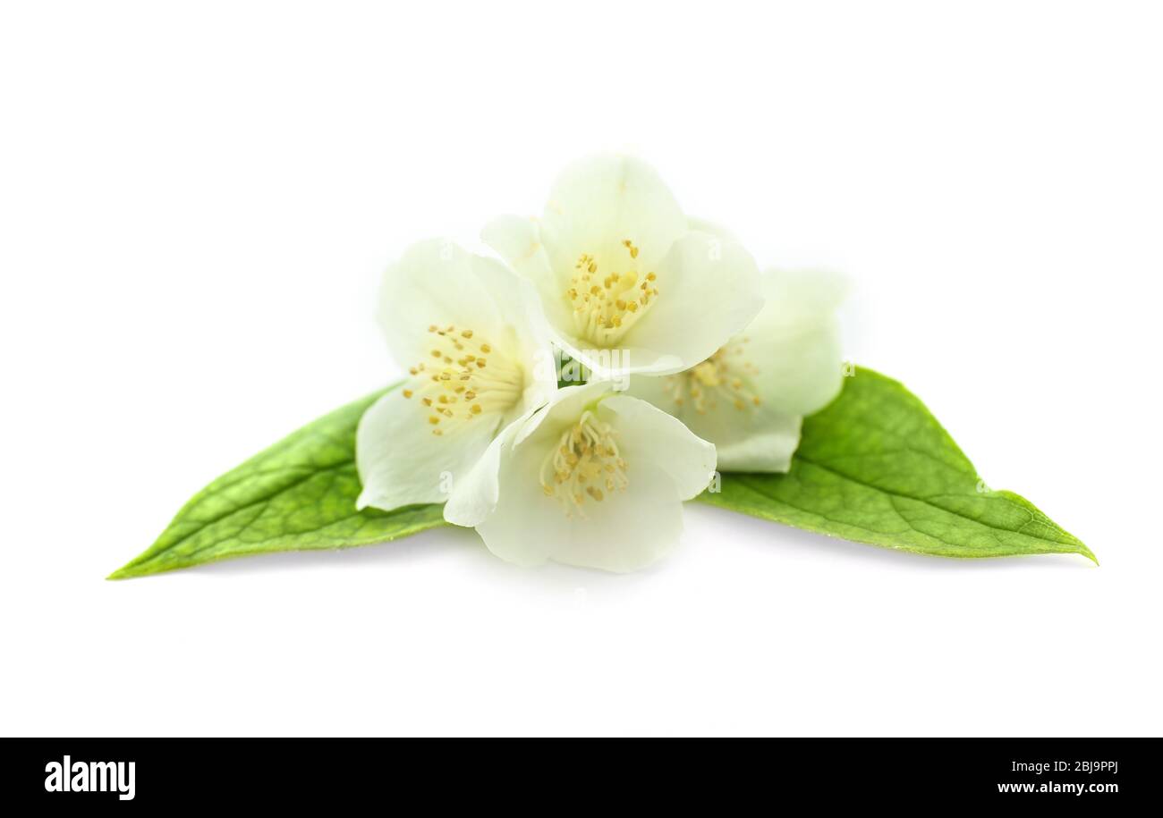 Fresh jasmine flowers on white background Stock Photo - Alamy
