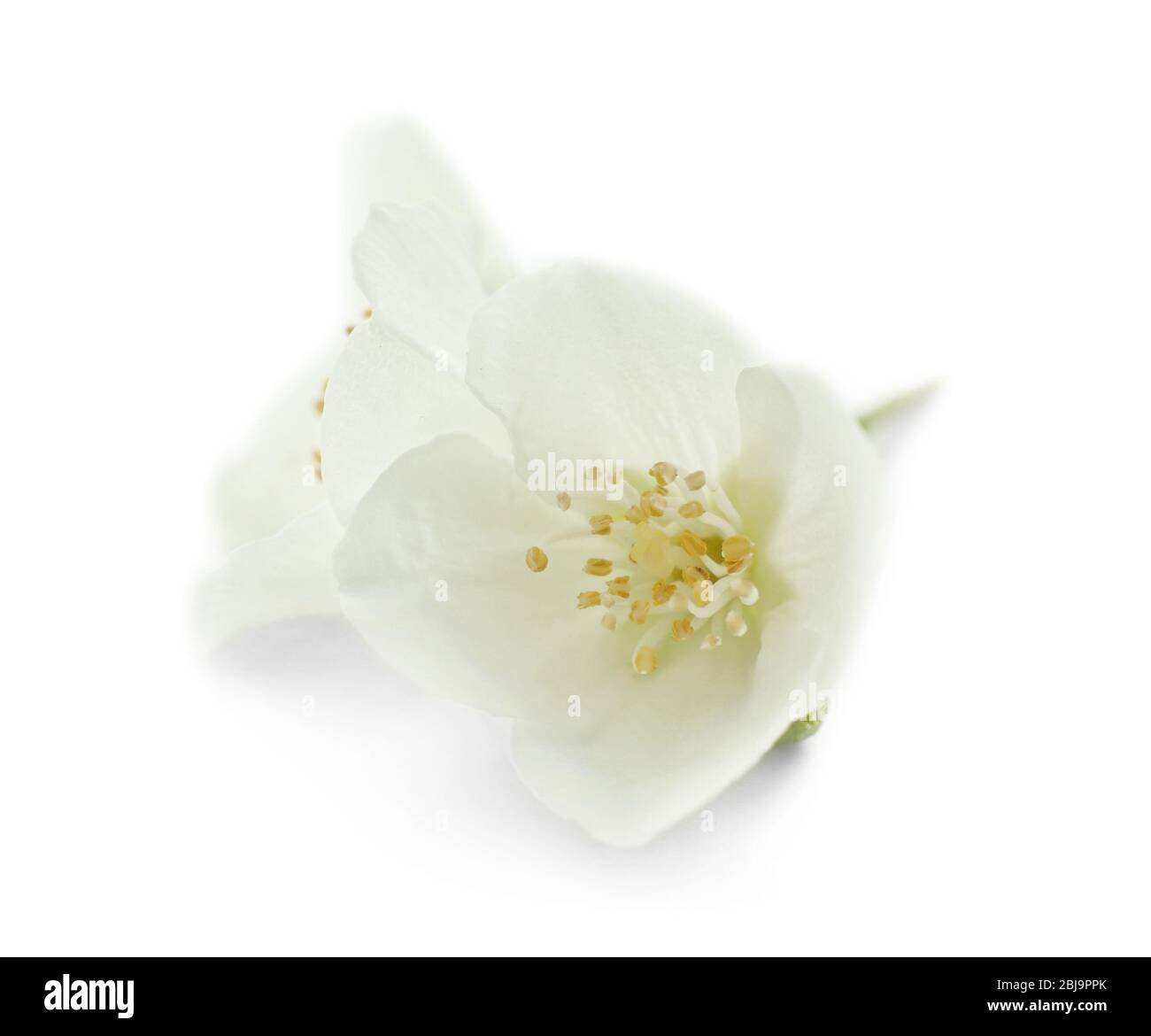 Fresh jasmine flowers on white background Stock Photo - Alamy