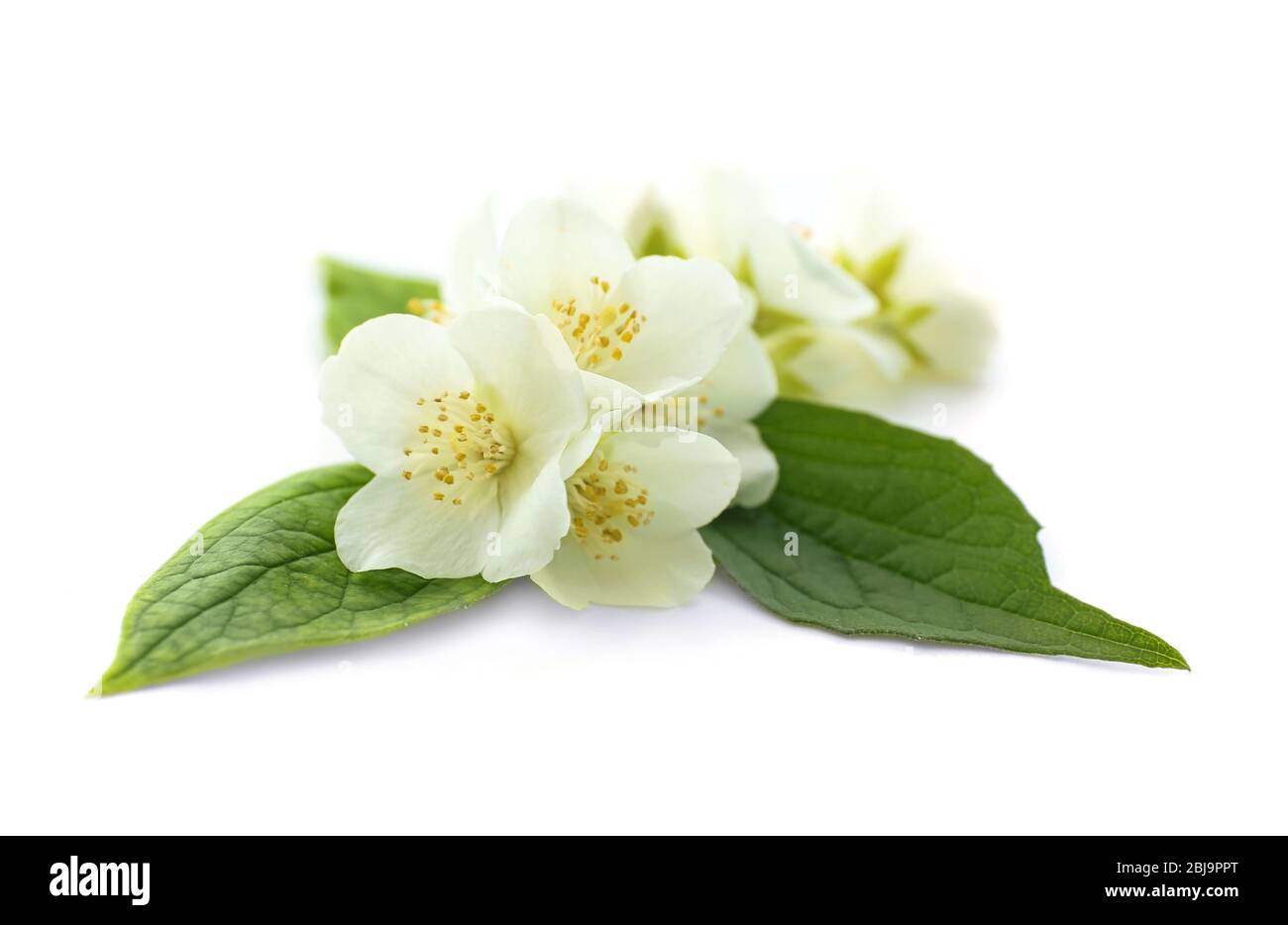 Fresh jasmine flowers on white background Stock Photo - Alamy