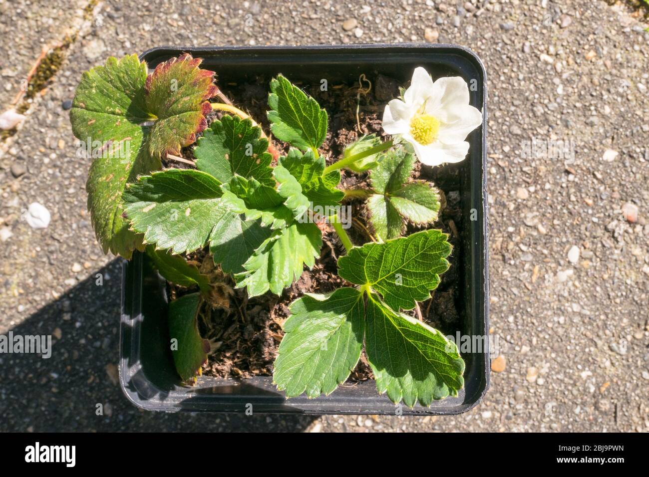 Image from above of a strawberry plant (Fragaria × ananassa) in a pot ...