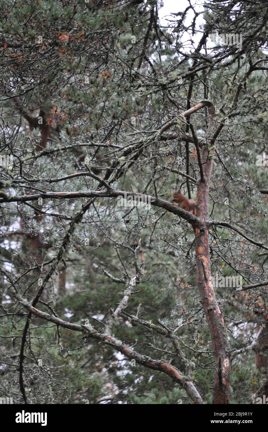 Ancient Caledonian pineforest, RSPB, Osprey, Loch Garten, Cairngorms ...