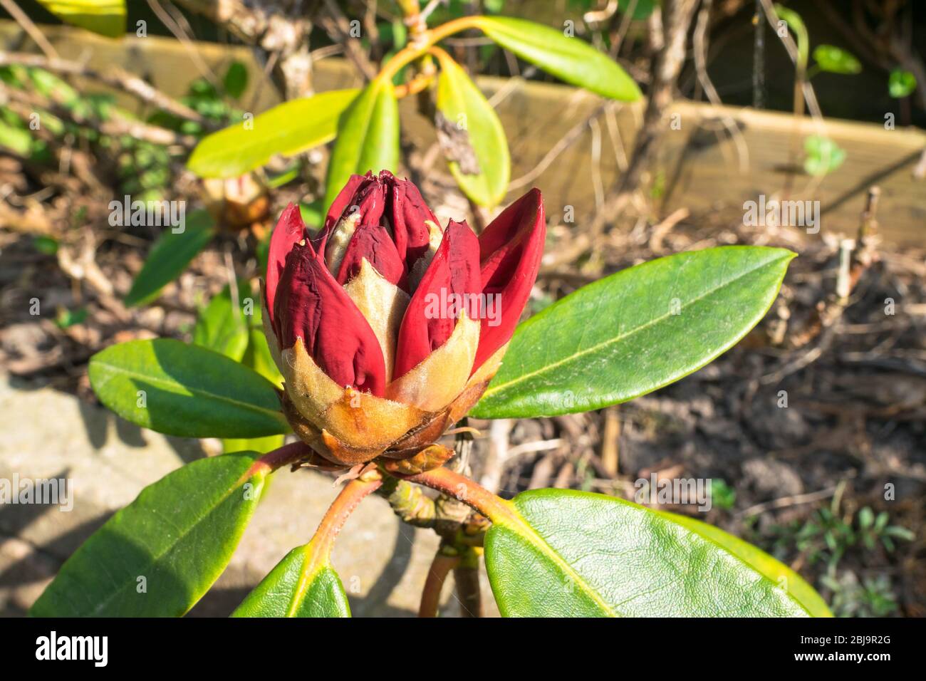 Deep red rhododendron hi-res stock photography and images - Alamy