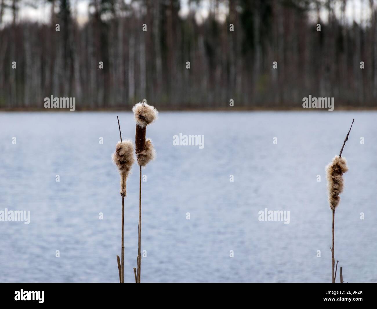 dry close-up view of a reed on a blurred background, picture with bog ...