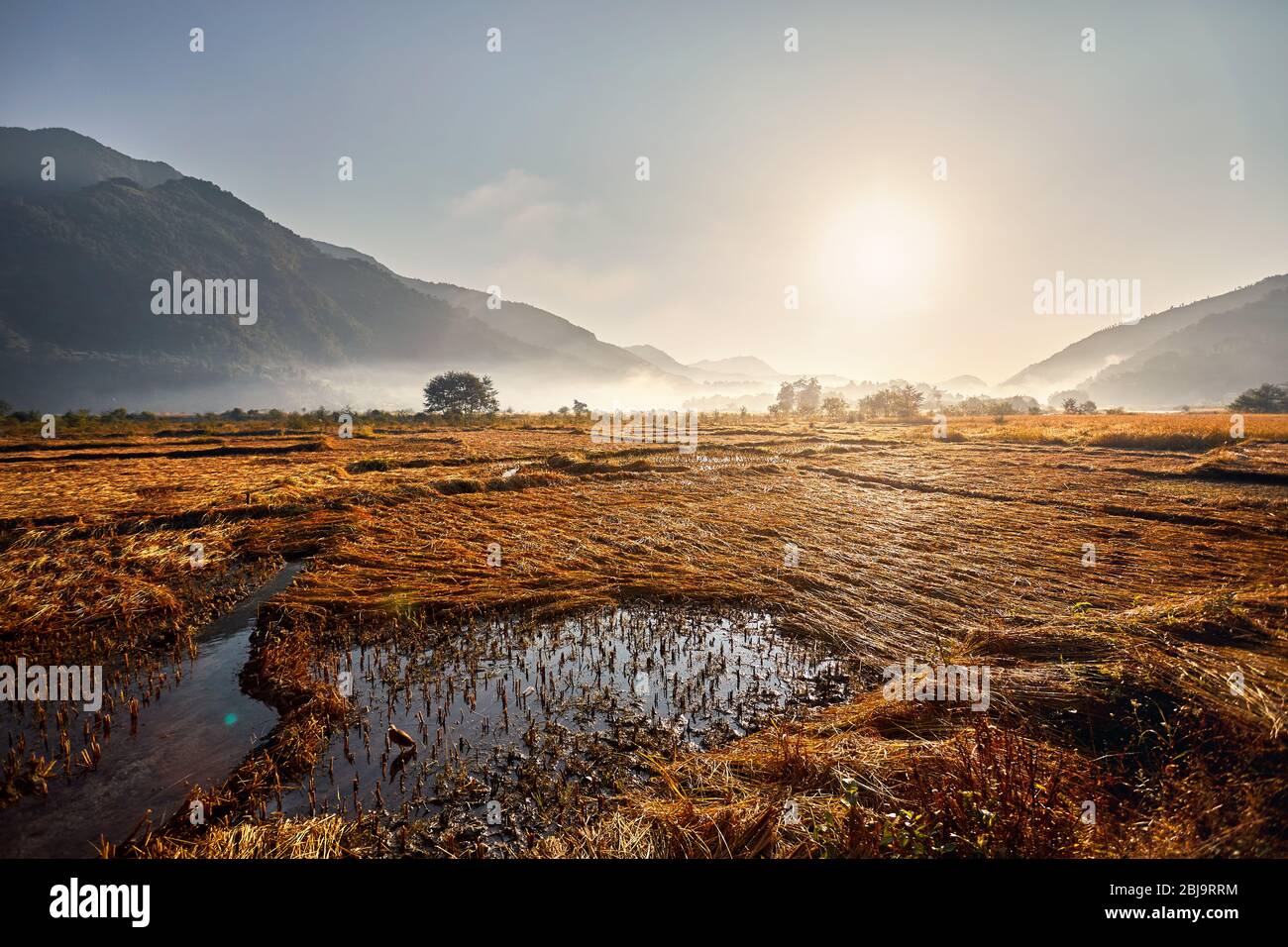 Rice field in nepal hi-res stock photography and images - Alamy