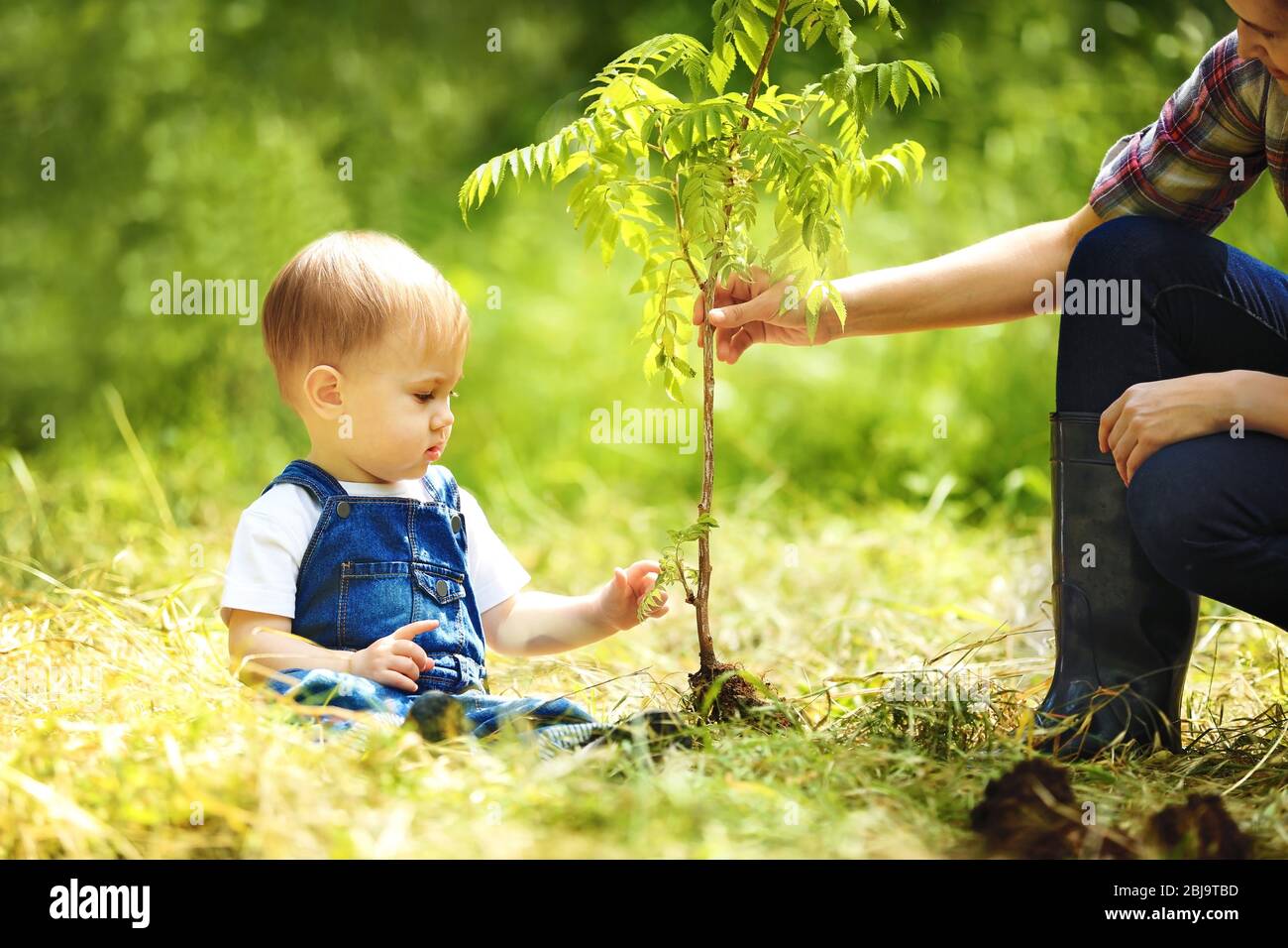 Cute baby boy planting tree with parent in garden Stock Photo - Alamy