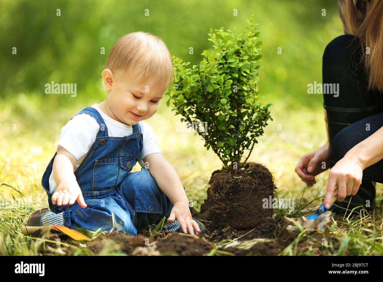 Cute baby boy planting tree with parent in garden Stock Photo - Alamy