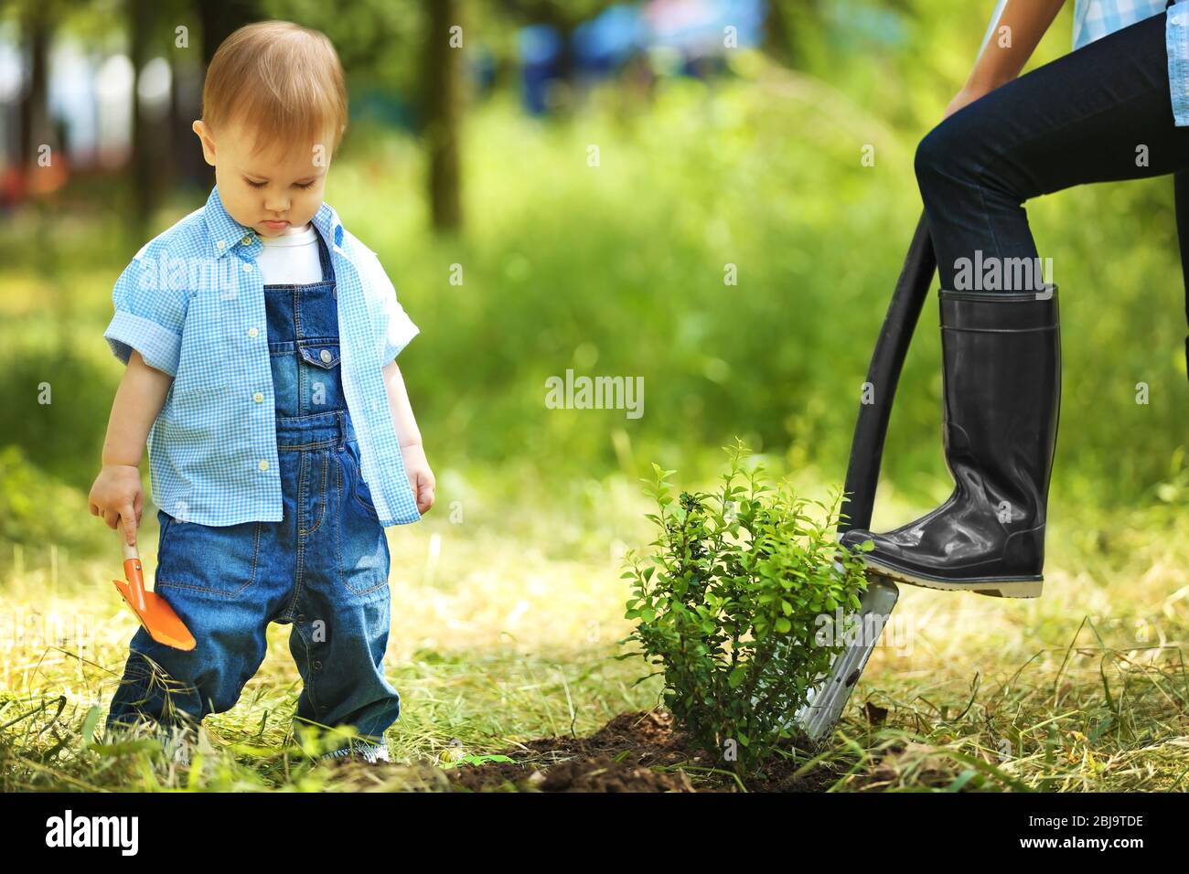 Cute baby boy planting tree with parent in garden Stock Photo - Alamy